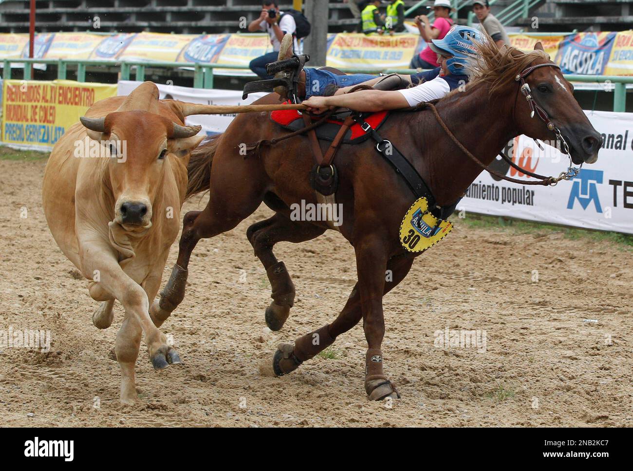 Armando Velasquez, from Panama, pulls the tail of a steer in an attempt ...