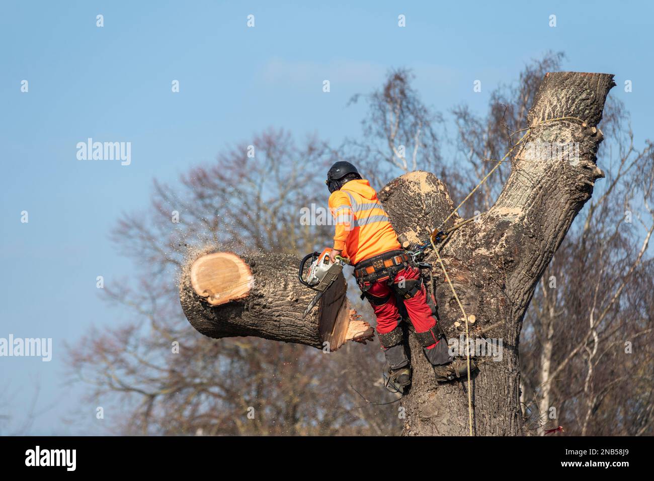 Holt Farm Oak Tree wird nach ausgedehnten Protesten abgehackt. Rochford ...