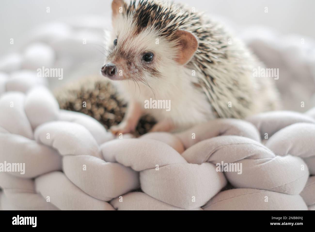 Afrikanischer ZwergIgel. Igel in einem grauen Korbbett. Accessoires und Häuser für Igel ...