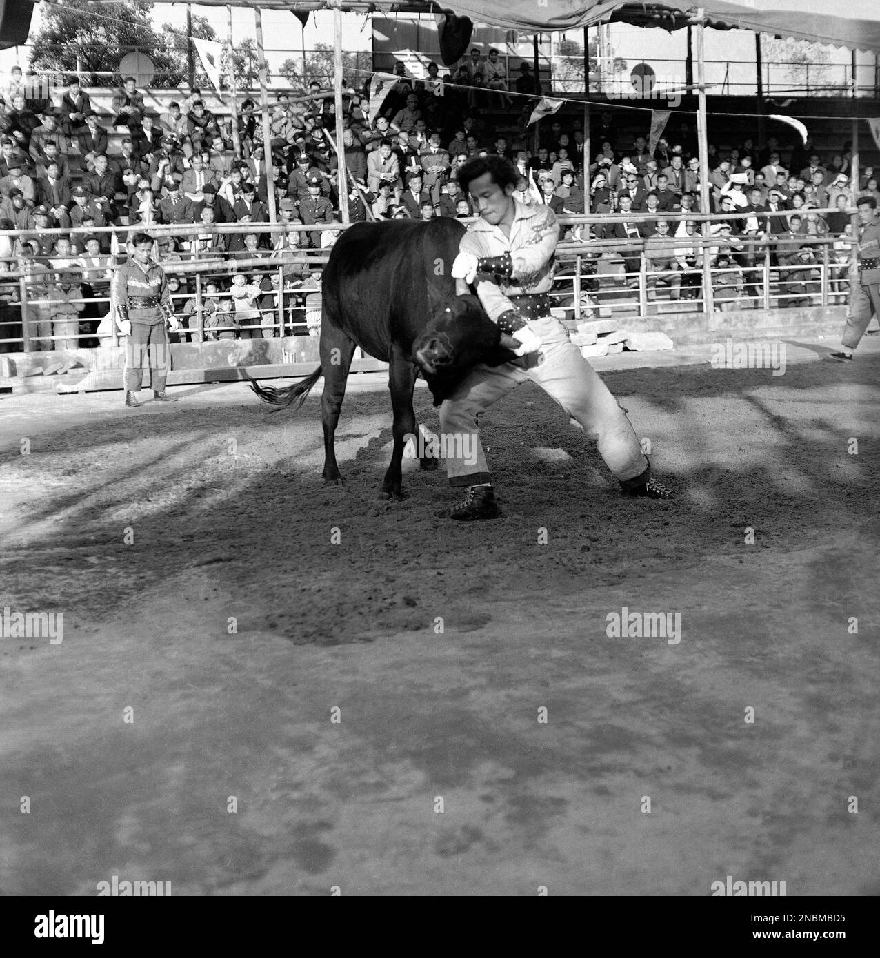 Lin Shih, the leader of a Chinese bullfighters troupe, wrestles a ...