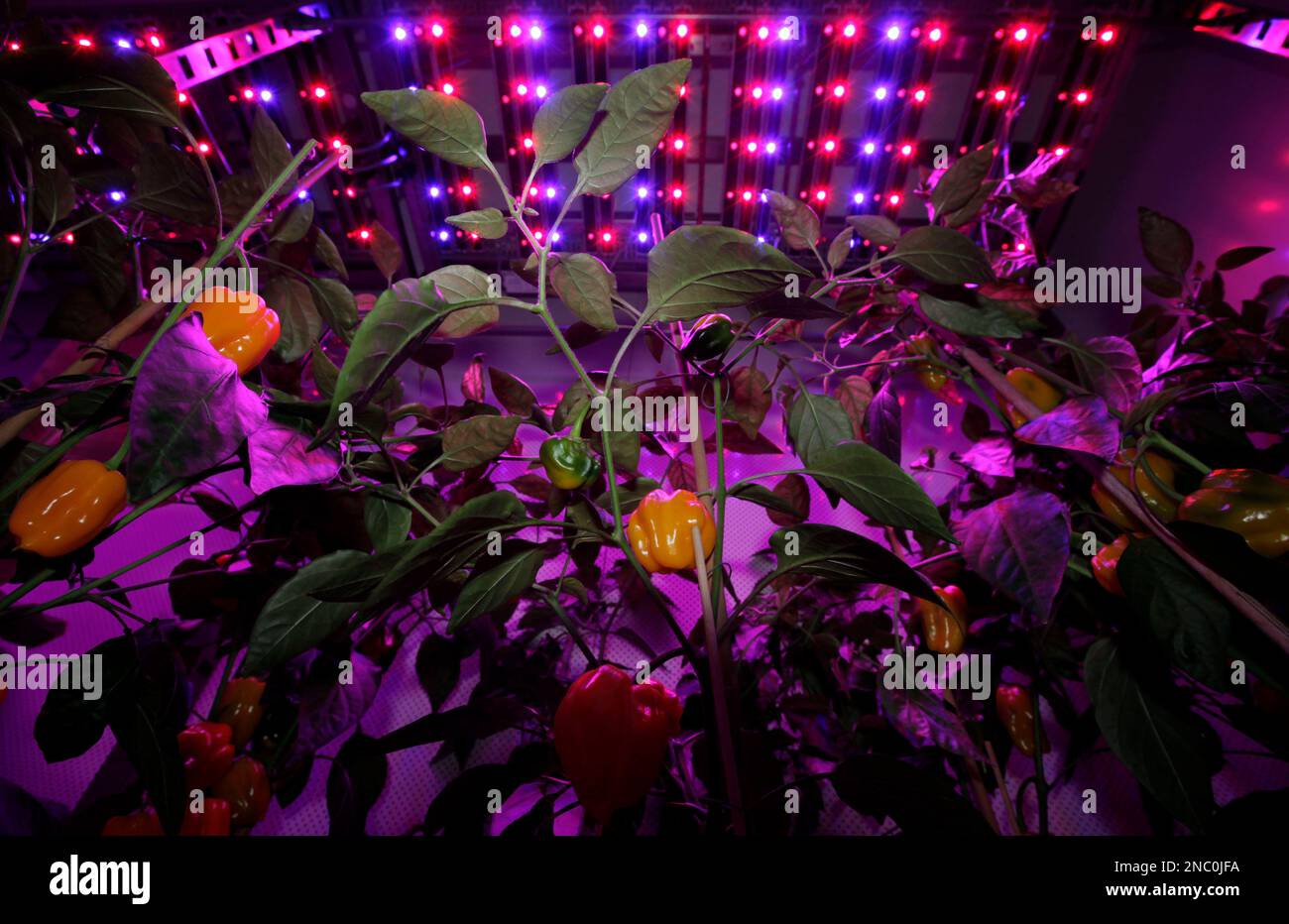 Yellow peppers are illuminated by the light of a flash while the rest ...
