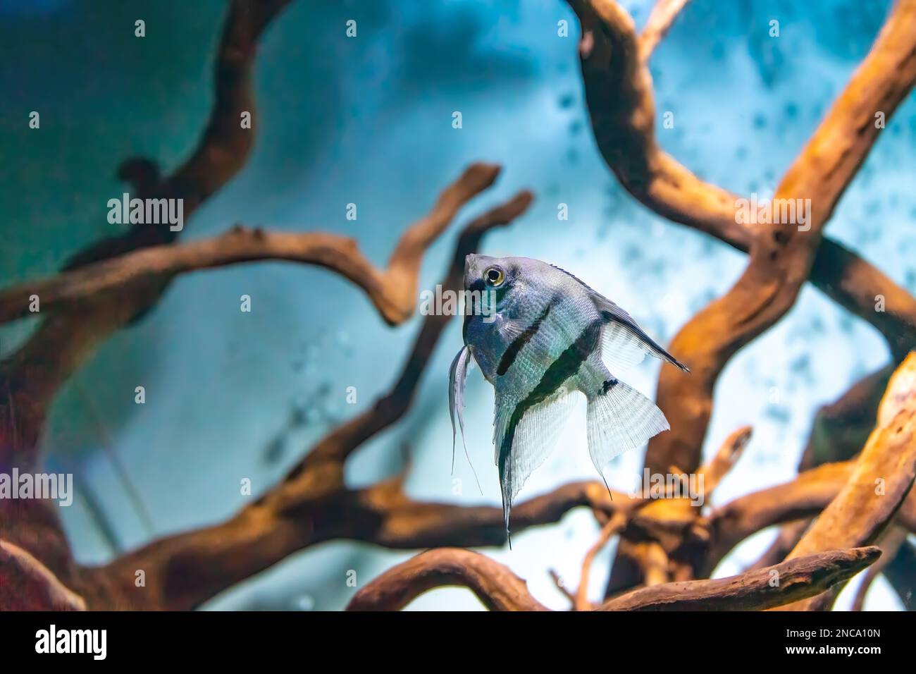 Orinoco angelfish pterophyllum altum -Fotos und -Bildmaterial in hoher ...