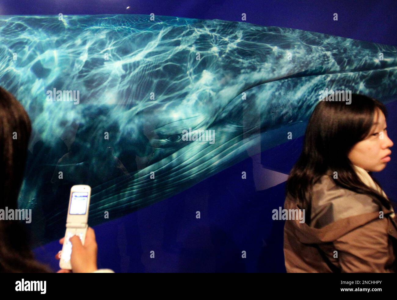 Women stand in front of a life-size photo of an adult female minke ...