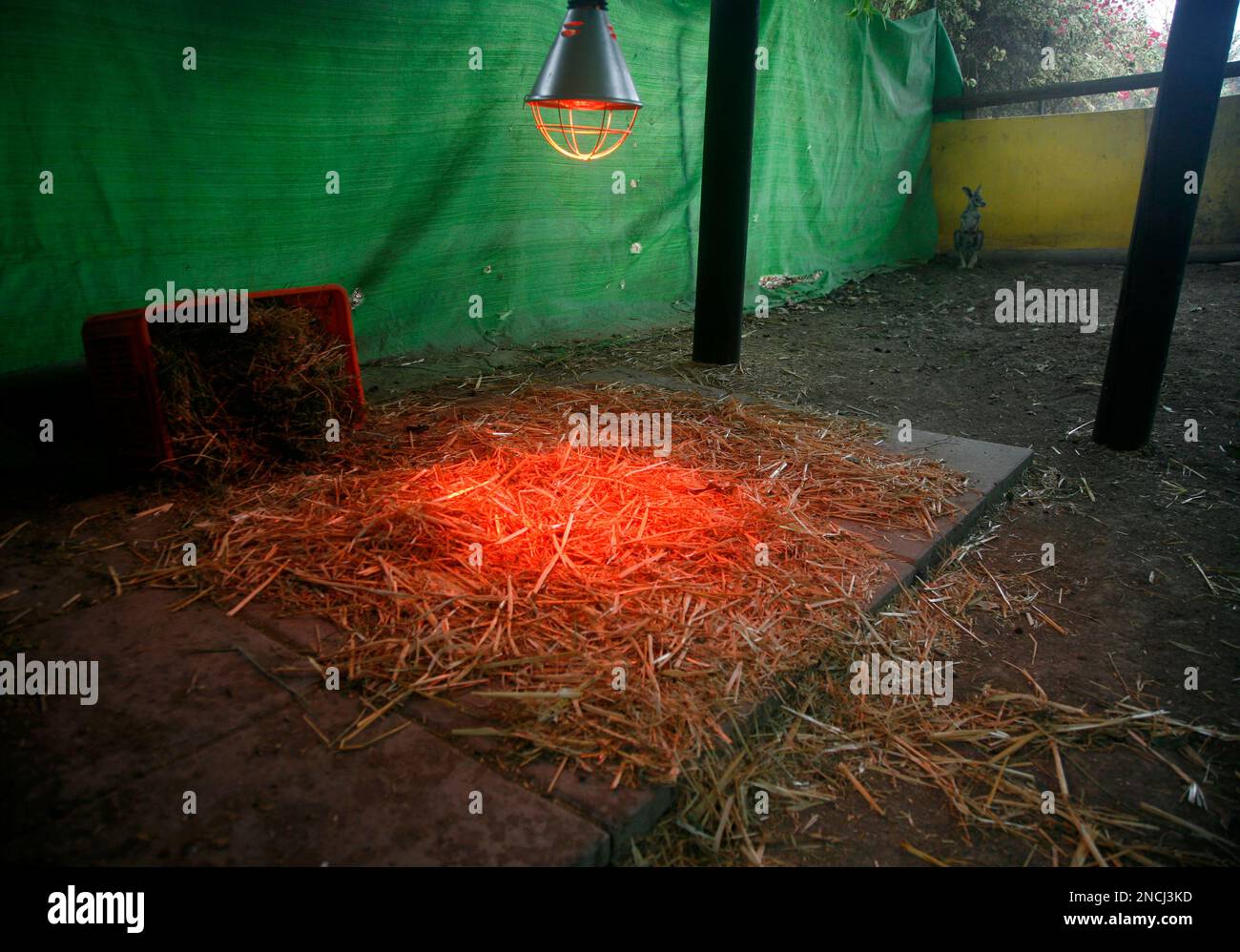 A young kangaroo stands at the corner of a heated cage at the Gan Garoo ...