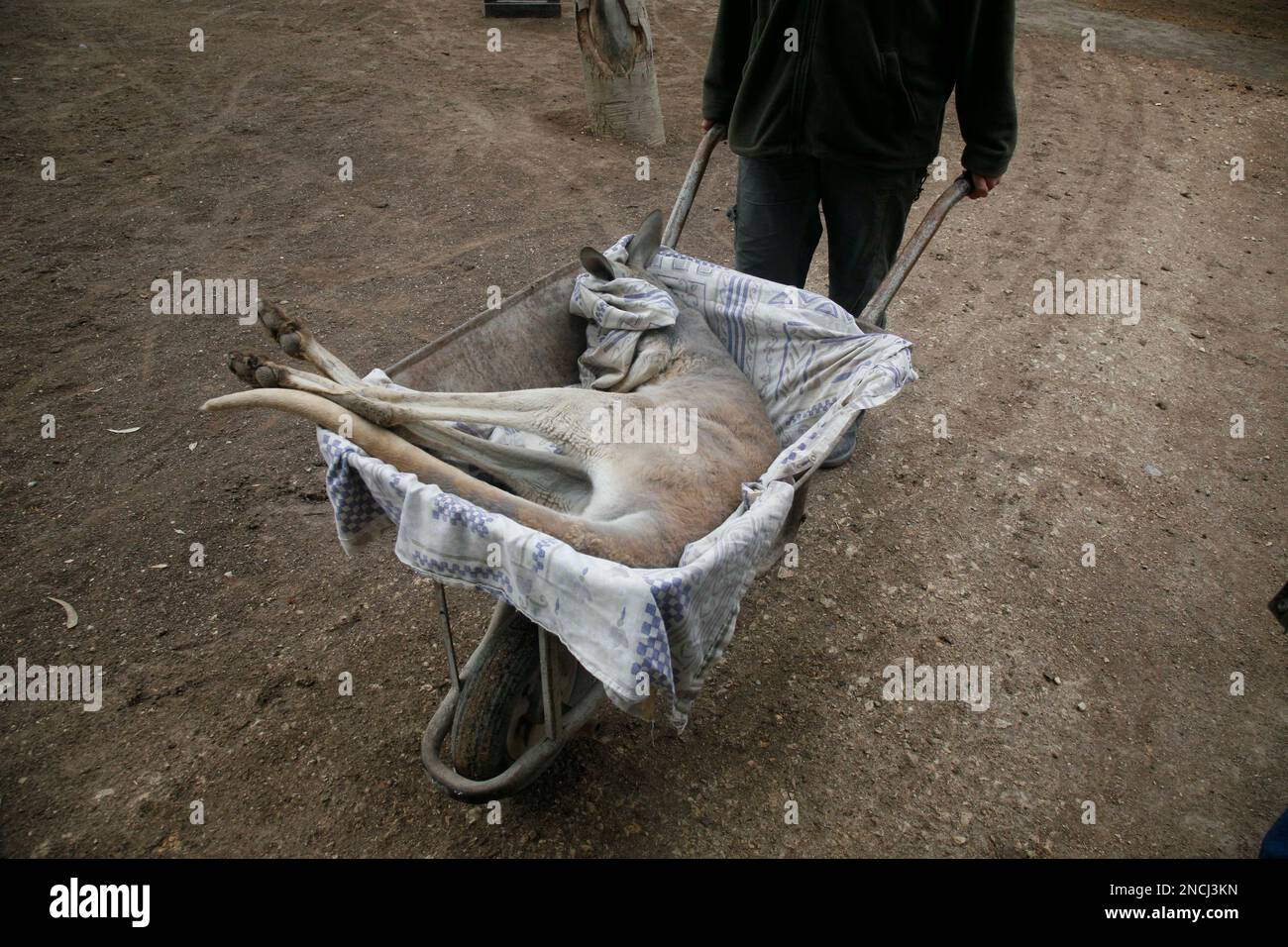 Angelina, a 7-year-old Red Kangaroo suffering from Lumpy Jaw disease ...