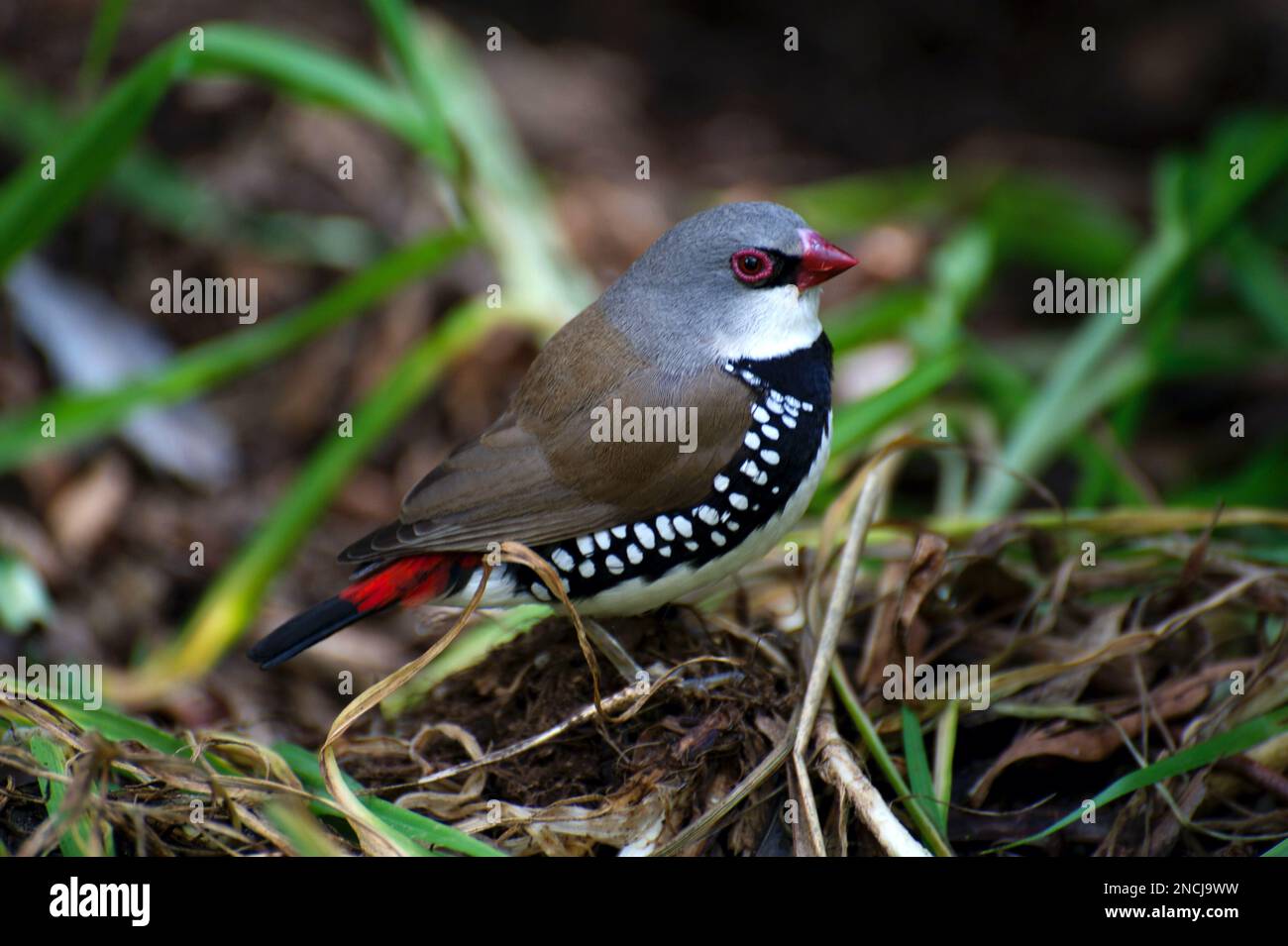 Gefleckter australischer vogel -Fotos und -Bildmaterial in hoher ...