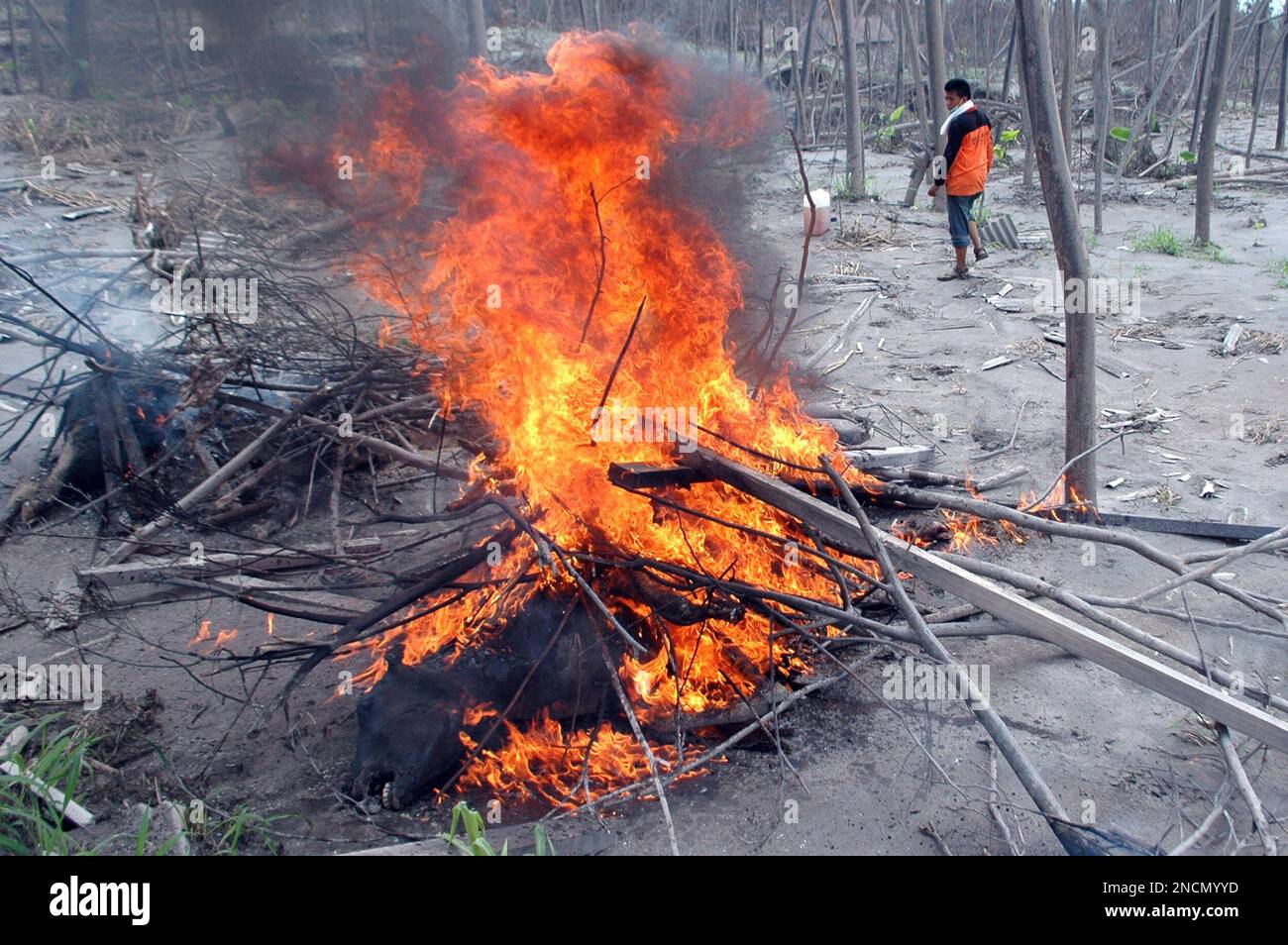 Indonesian burn a dead cow killed in an eruption of Mount Merapi in ...