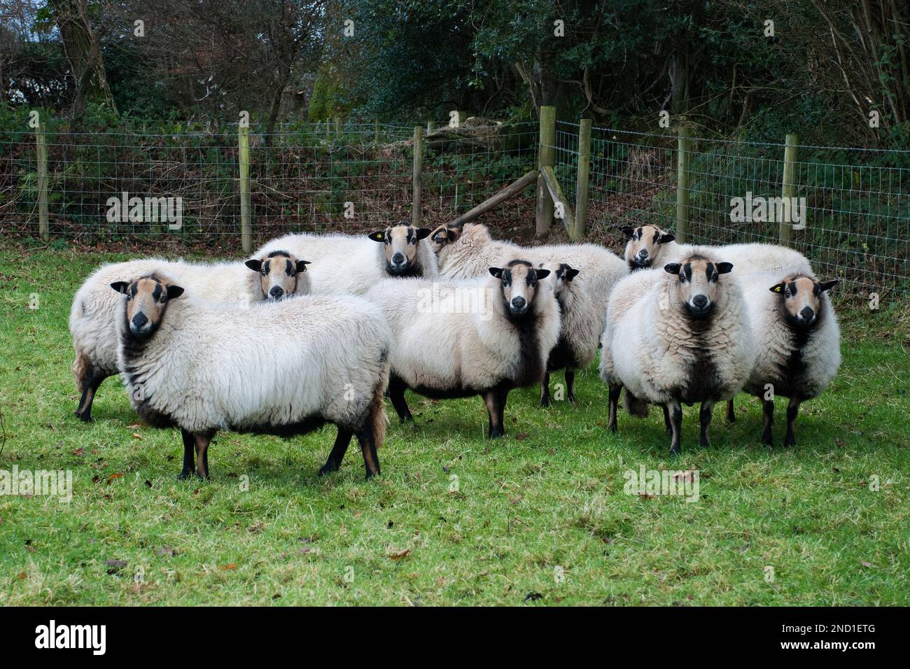 Gruppe dachsschafe in penboyr wales -Fotos und -Bildmaterial in hoher ...