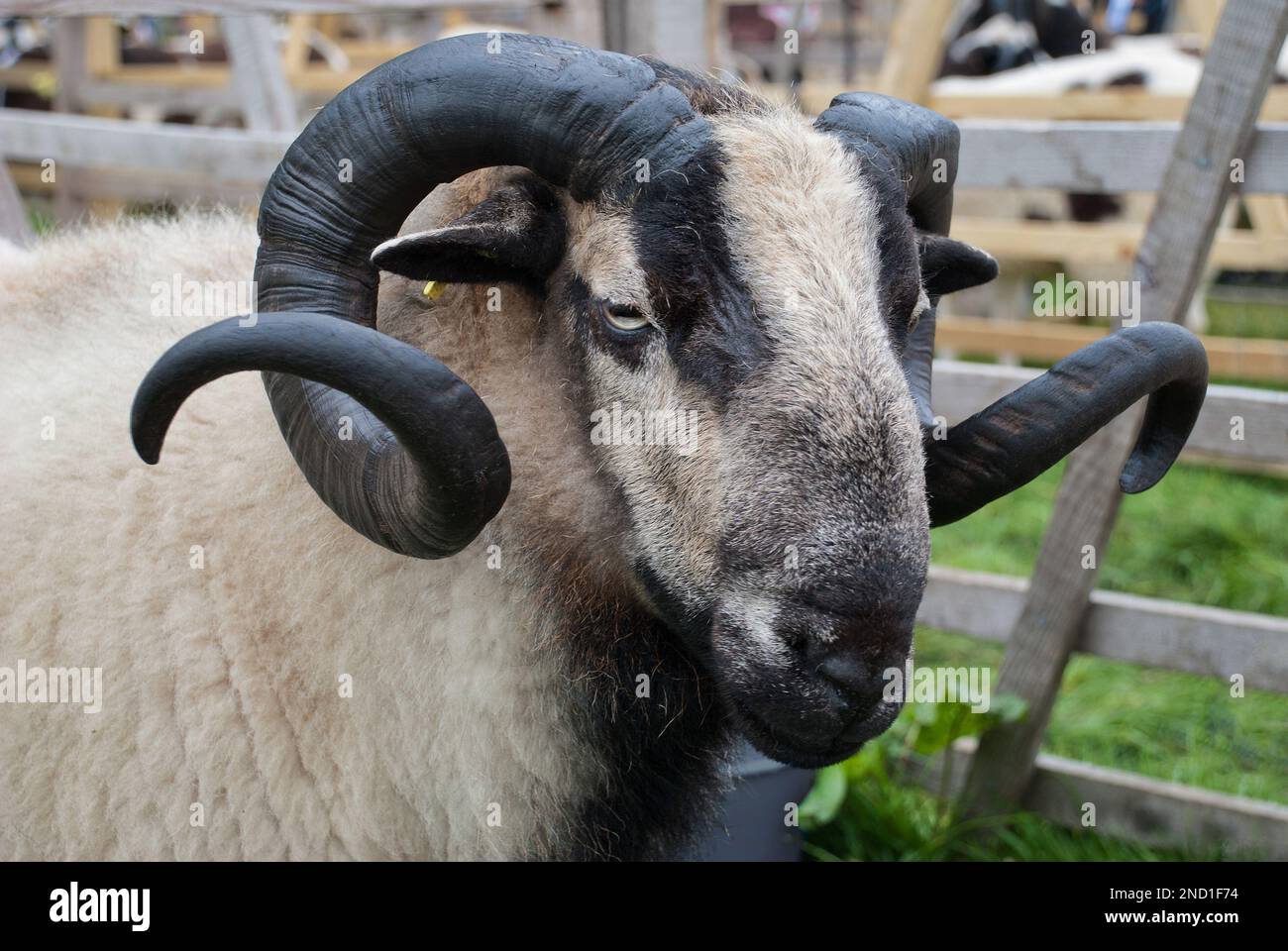 Stammbaum zucht widder dachsgesicht -Fotos und -Bildmaterial in hoher ...