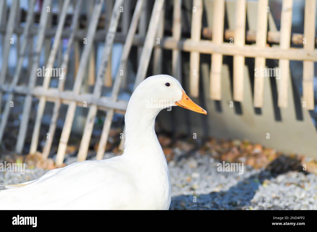 Enten essen und trinken -Fotos und -Bildmaterial in hoher Auflösung – Alamy