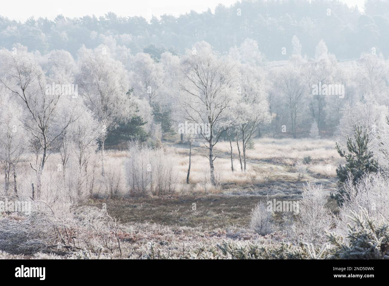 Ansicht von Heifrost, Hoar Frost, Iping Common, Sussex, UK, Januar ...