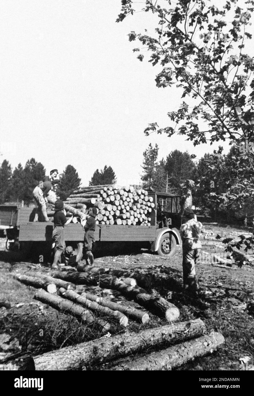 Loading logs to be used as pit props in a coal mine in England as part ...