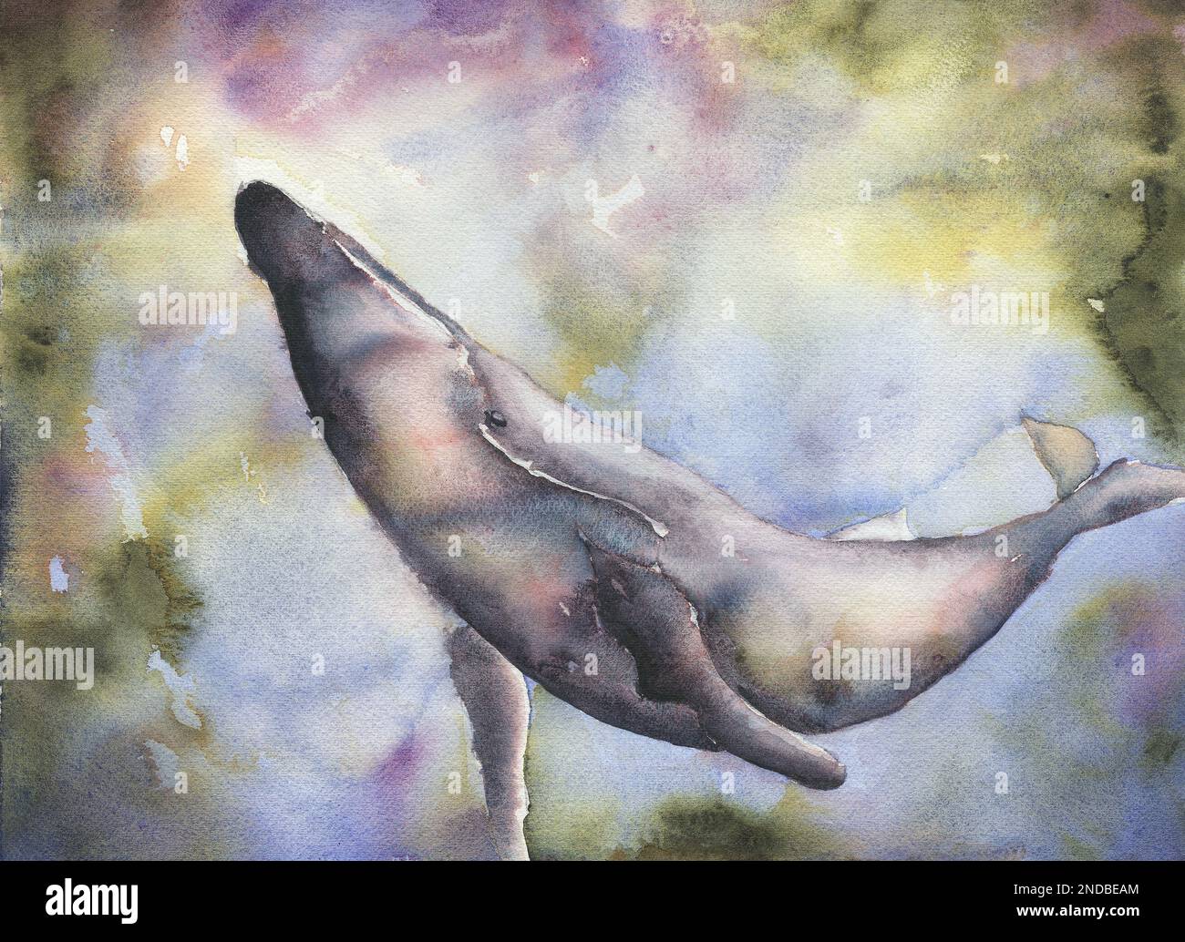 Aquarell wal -Fotos und -Bildmaterial in hoher Auflösung – Alamy