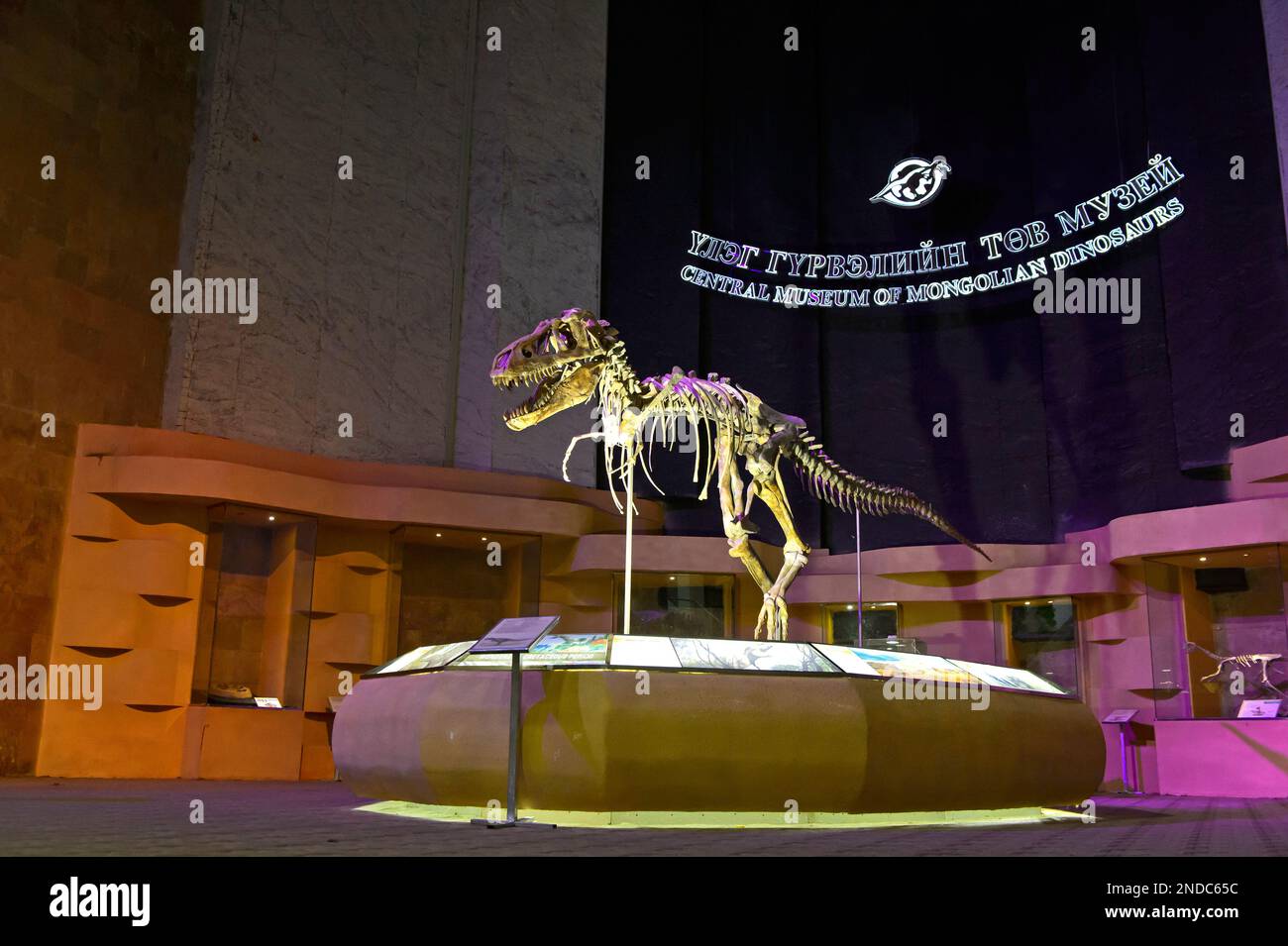 Skelett des Tarbosaurus bataar Dinosaurier, Zentralmuseum der ...