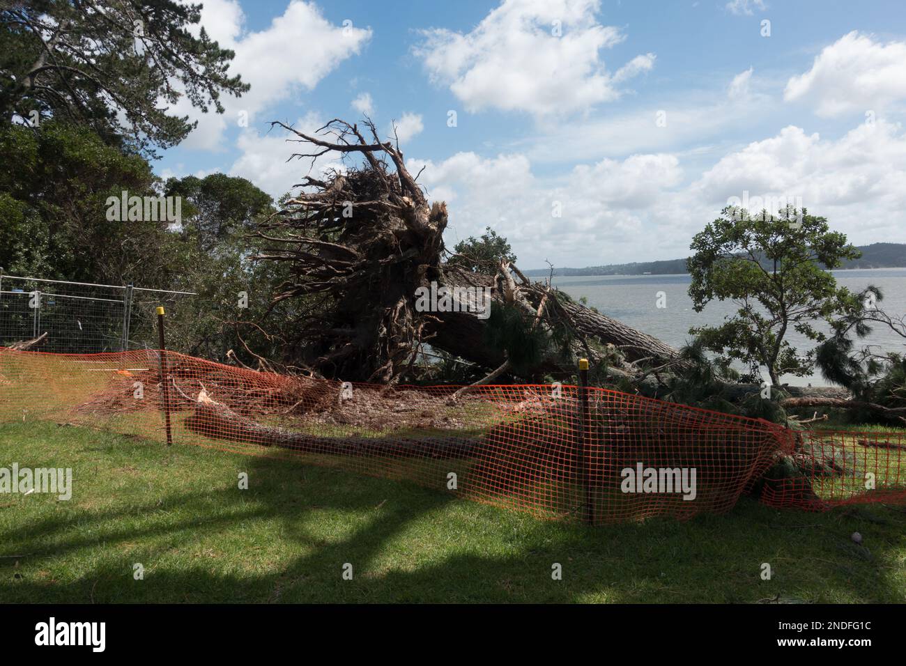 Nach dem Tropensturm Cyclone Gabrielle sind die Wurzeln eines großen ...
