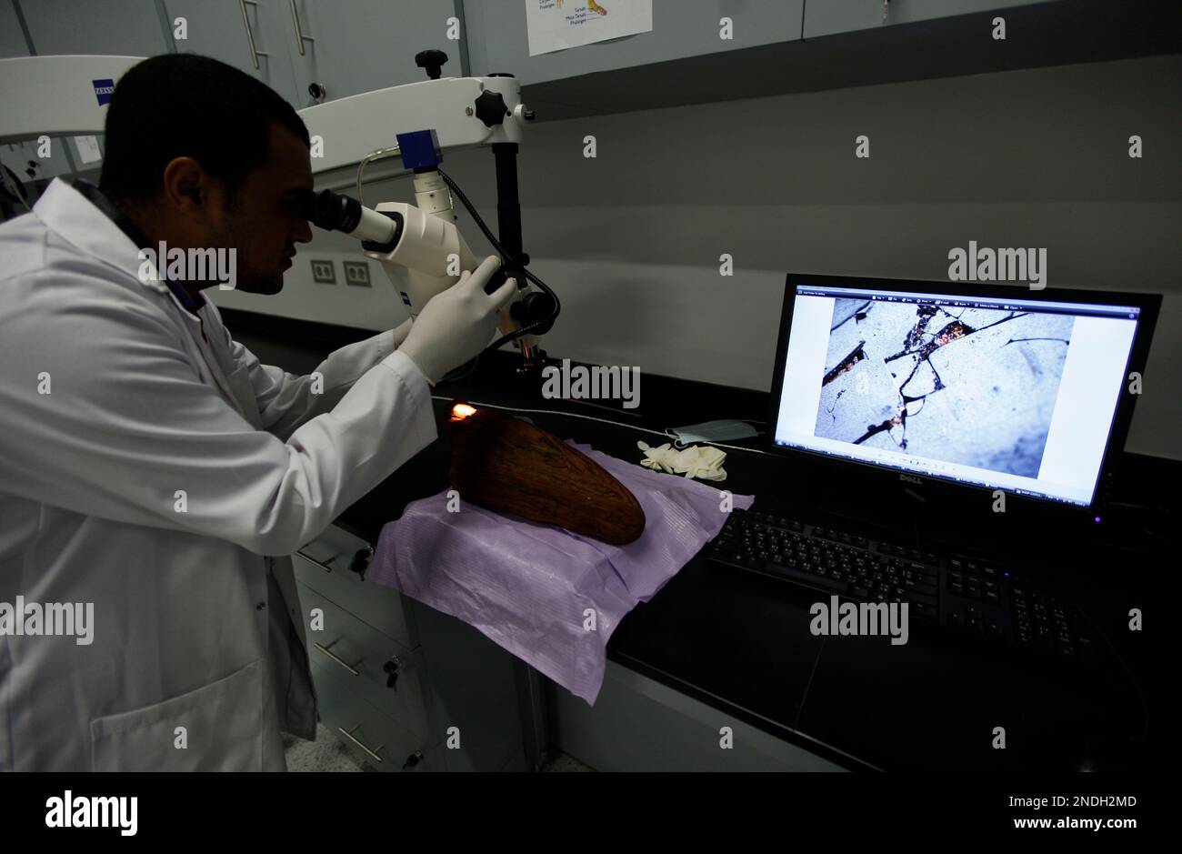 An Egyptian archeological technician works at a pharonic falcon mummy ...