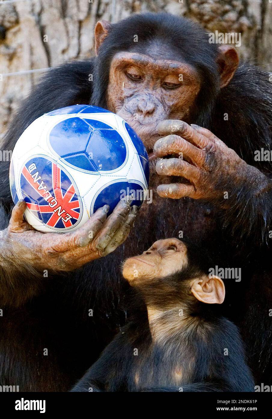 Chimpanzees play with a soccer ball a day before the opening of the ...