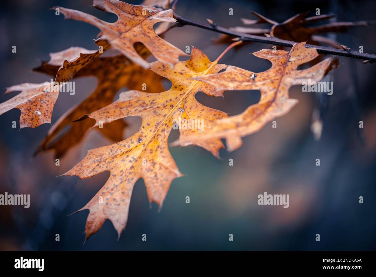 Quercus kelloggii -Fotos und -Bildmaterial in hoher Auflösung – Alamy