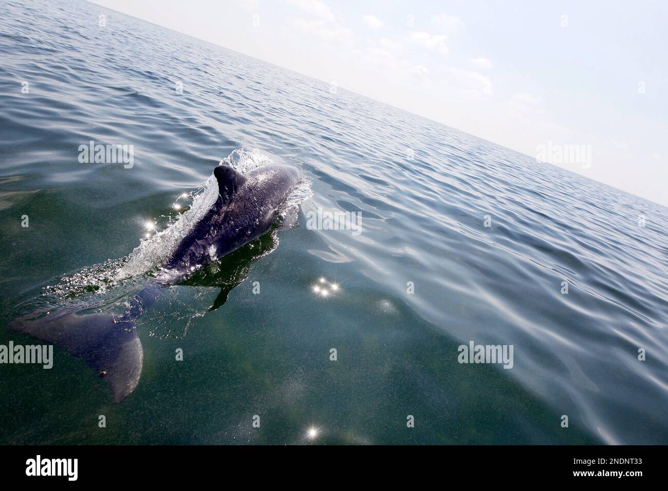 A Bottlenose dolphin breaks the surface of the oily water Chandeleur ...