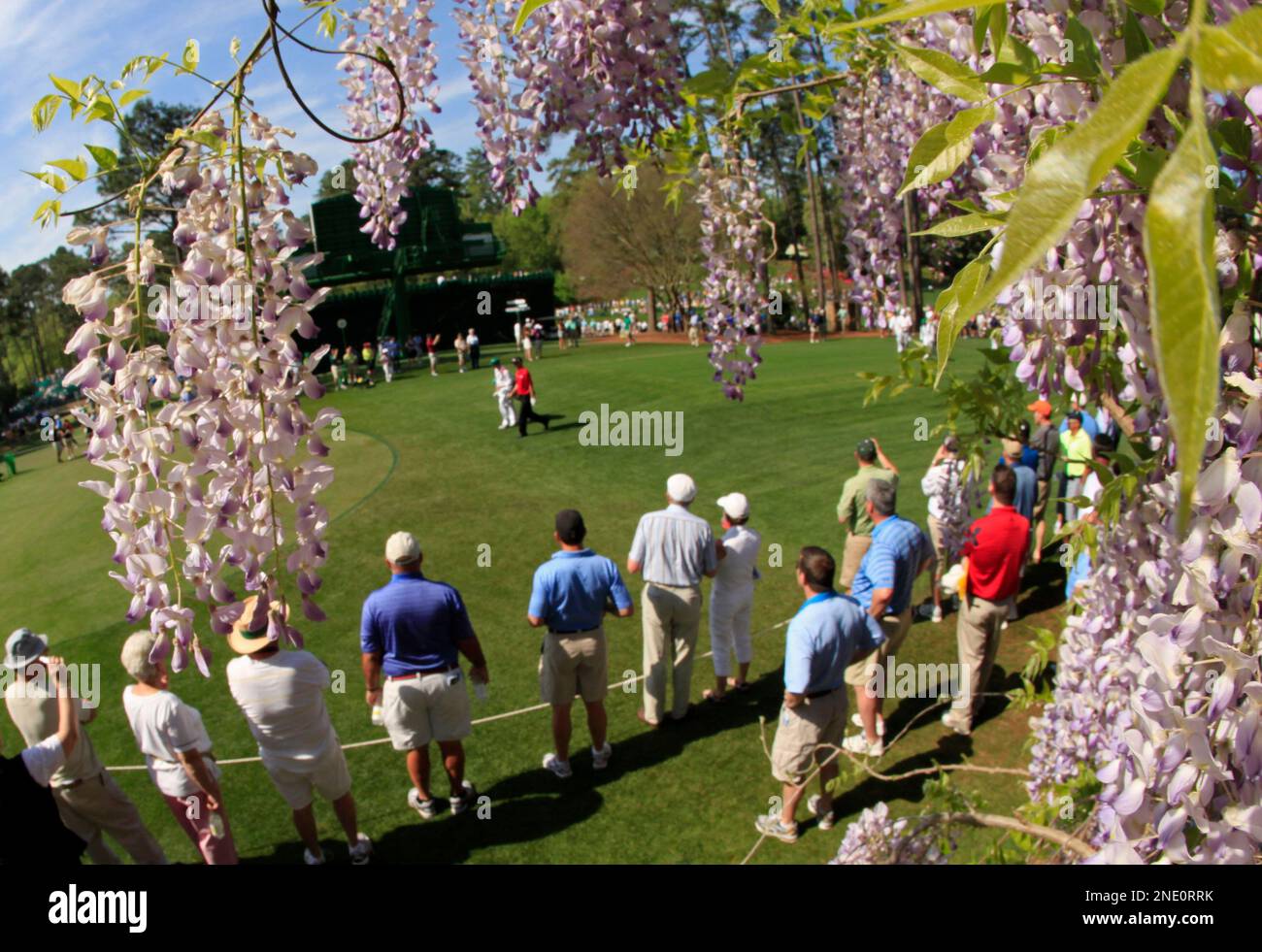 Spectators watch golfers under a wisteria tree on the 17th hole during ...