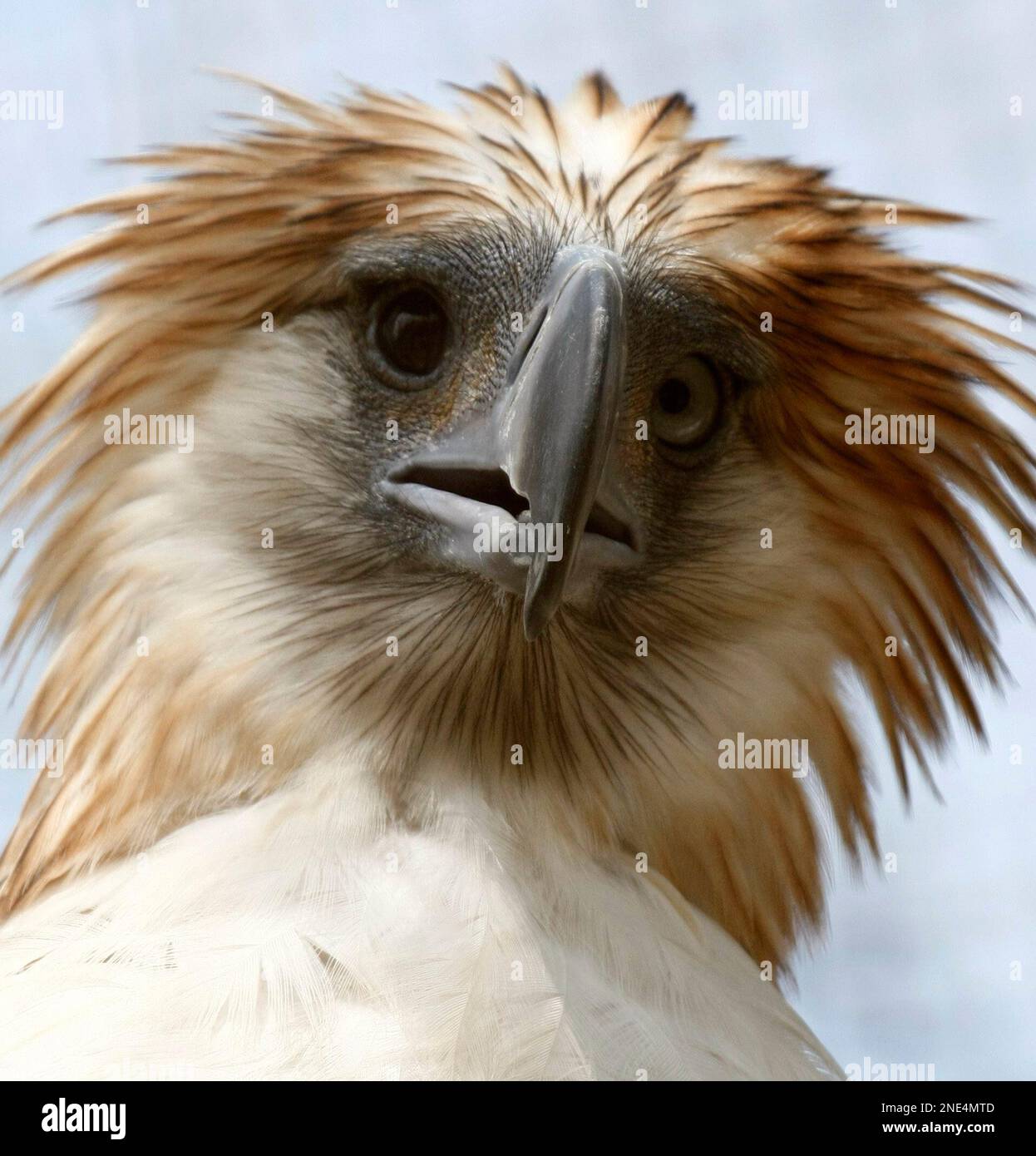 "Girlie," a 29-year-old Philippine Eagle which has a blind right eye ...
