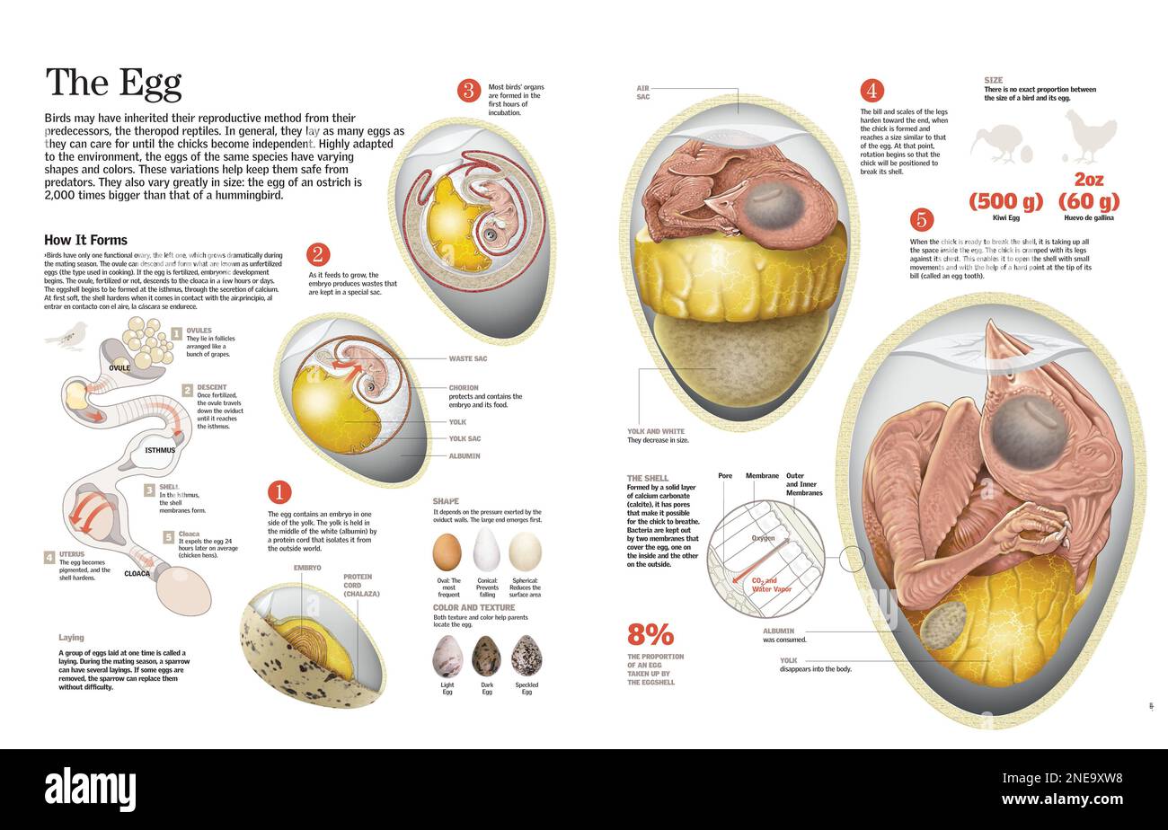 Infografiken über den Prozess der Eizellenbildung der Vögel, ihre ...