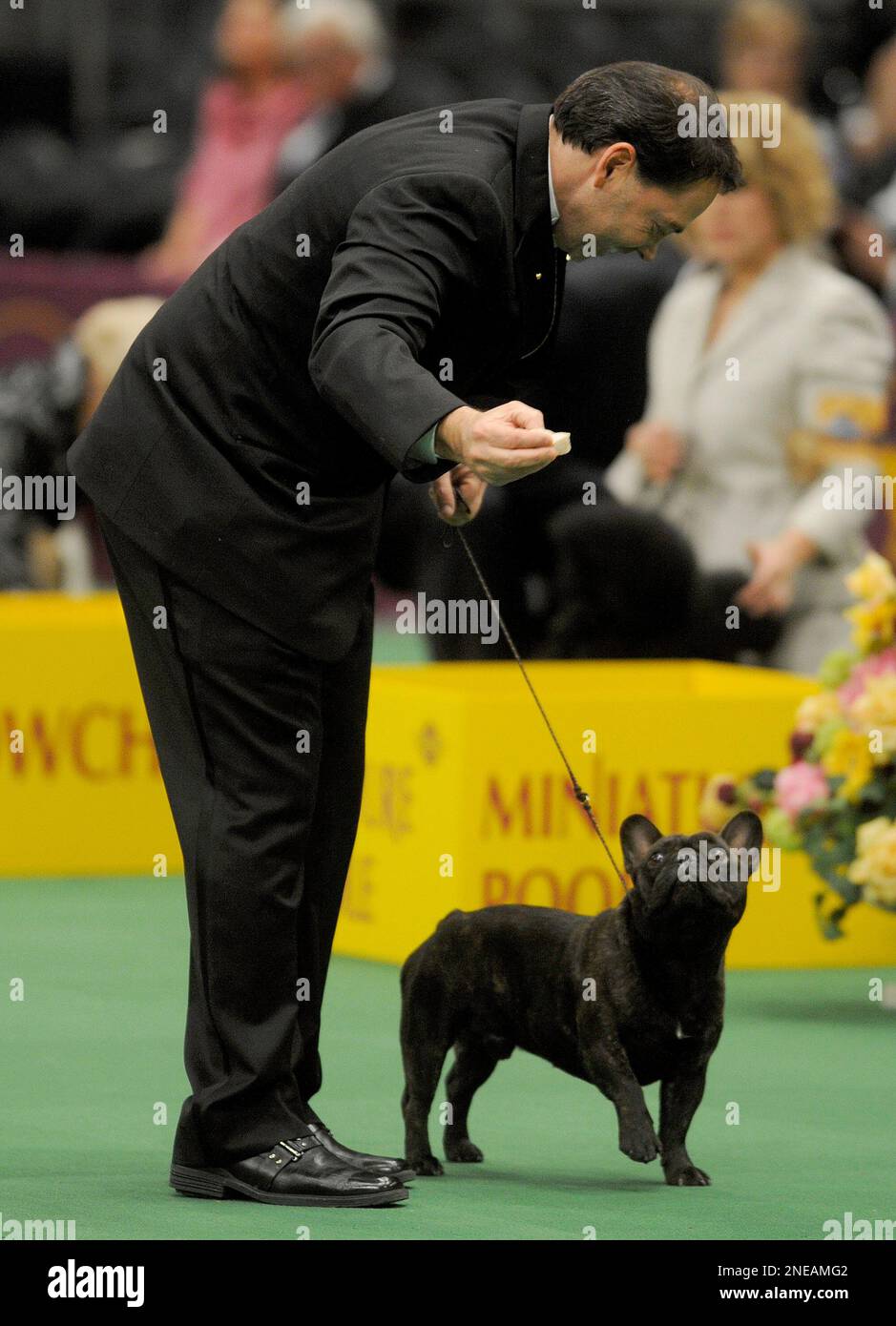 Canadian-bred French bulldog Bru became the first of her kind to win ...