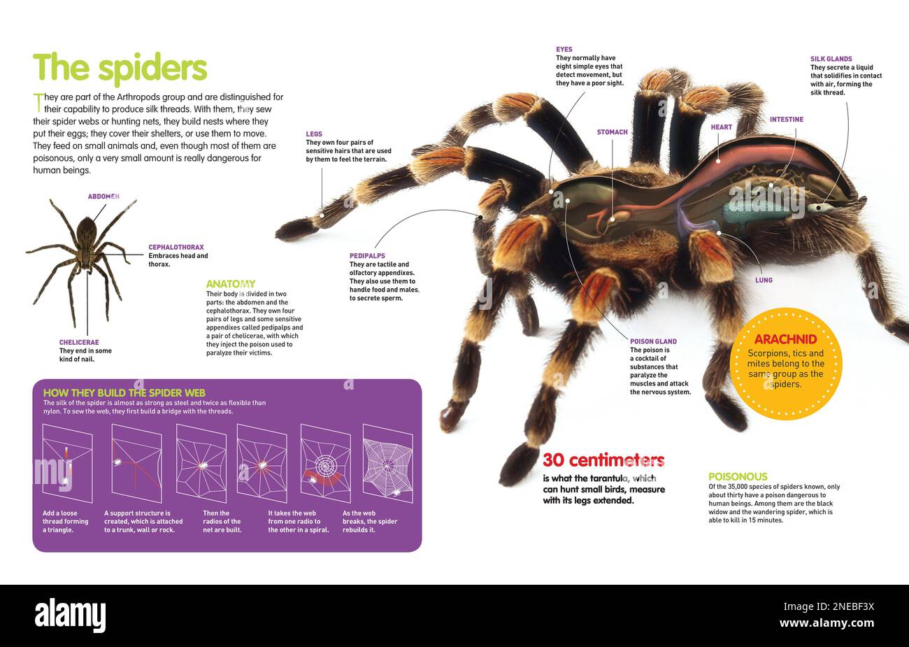 Infografik über die Spinne, die zur Arthropoden-Gruppe gehört, ihre ...