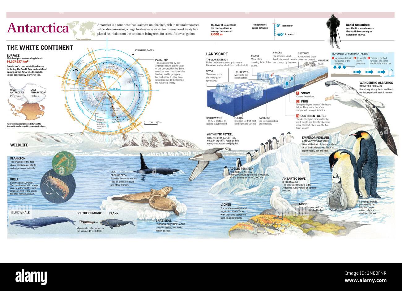 Infografik über Fauna und Landschaft der Antarktis und ihre ...