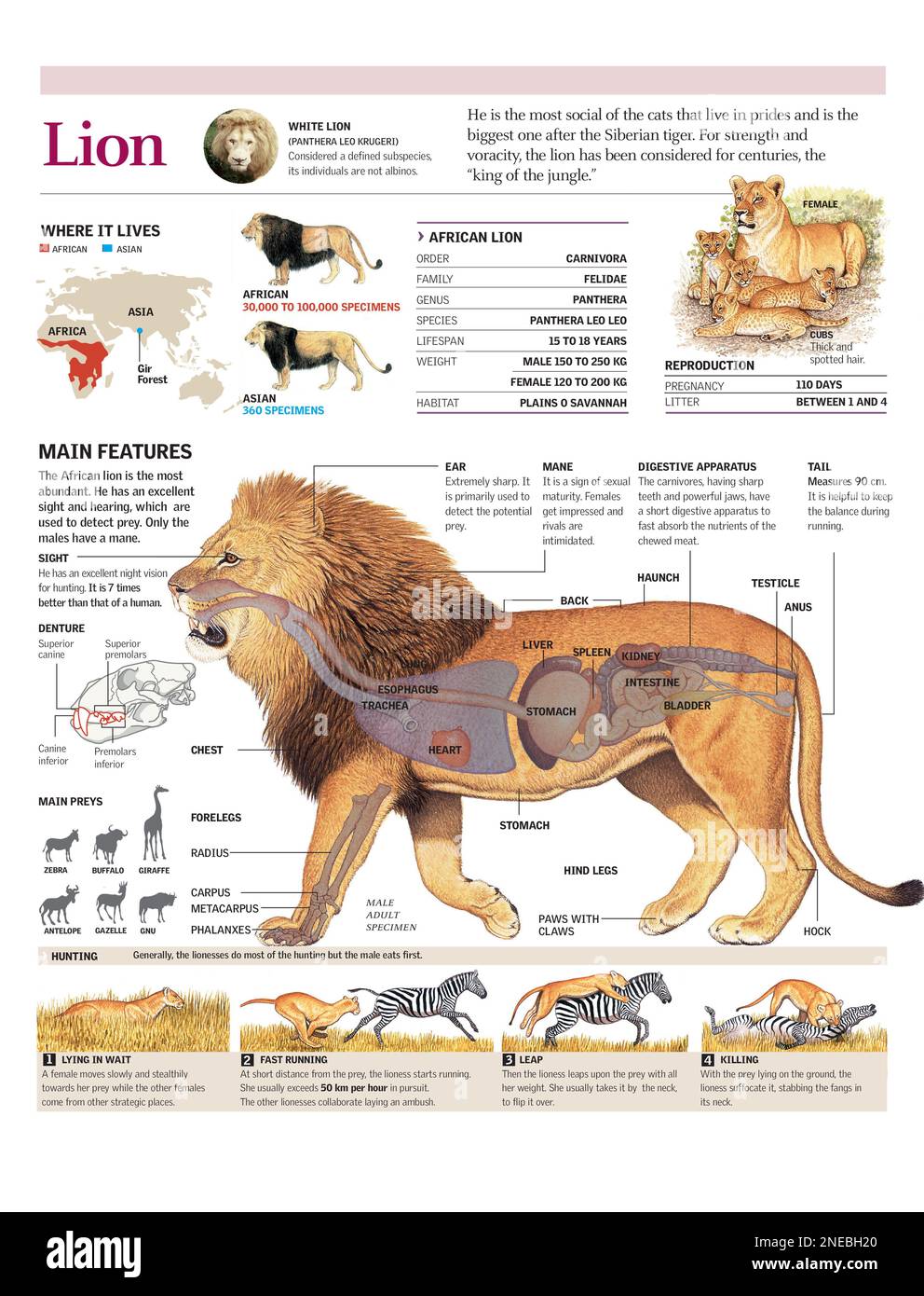 Infografiken zu Lebensraum, Anatomie und Methode der Löwenjagd. [Adobe Illustrator (.ai ...