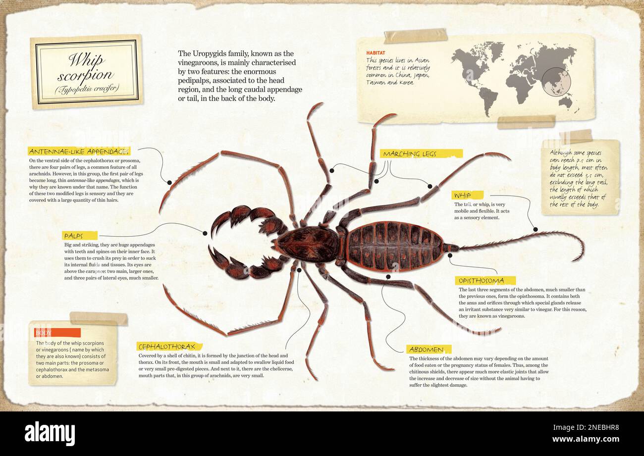 Anatomie der spinnentiere -Fotos und -Bildmaterial in hoher Auflösung – Alamy