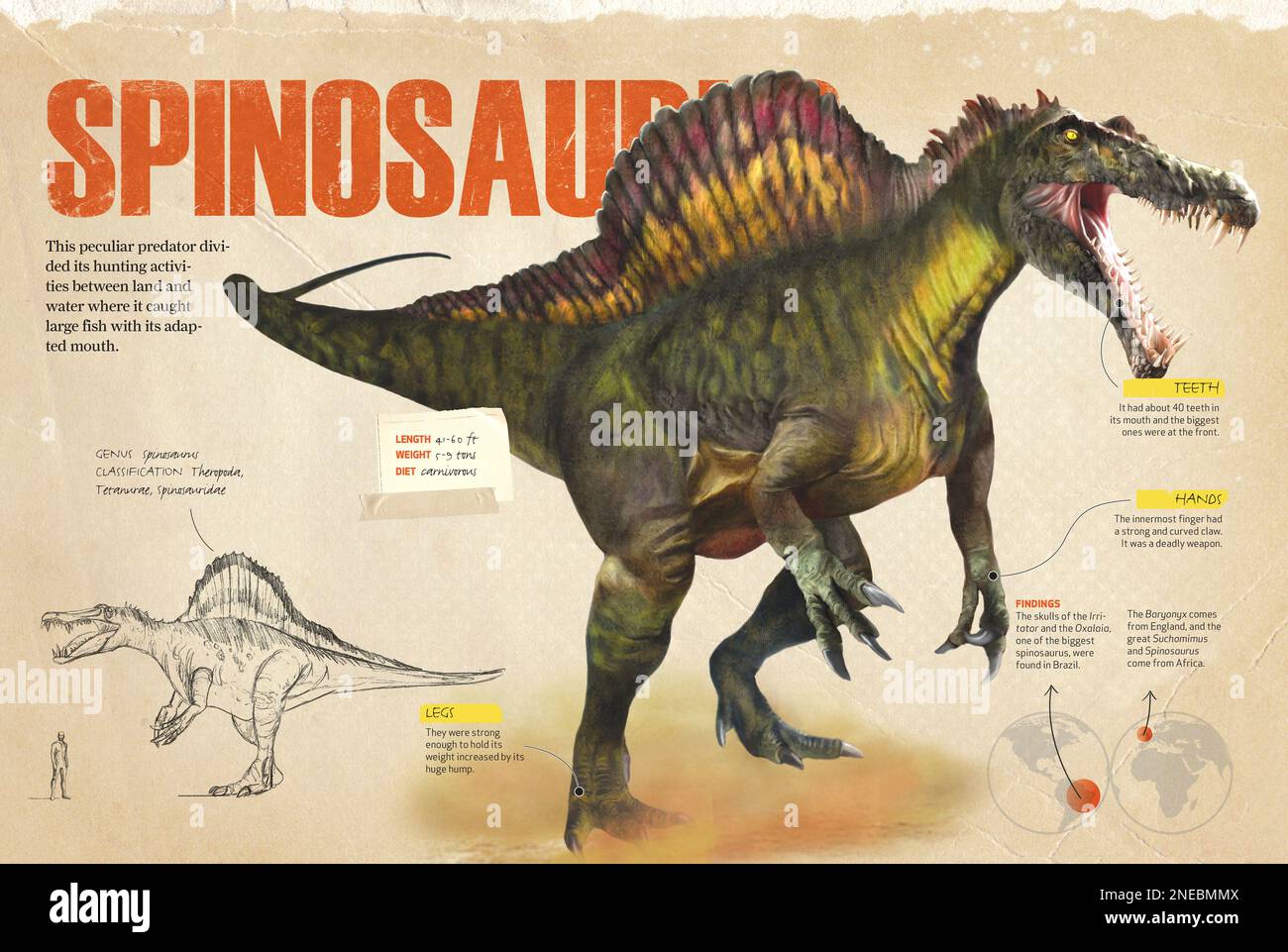 Anatomie des spinosaurus -Fotos und -Bildmaterial in hoher Auflösung ...