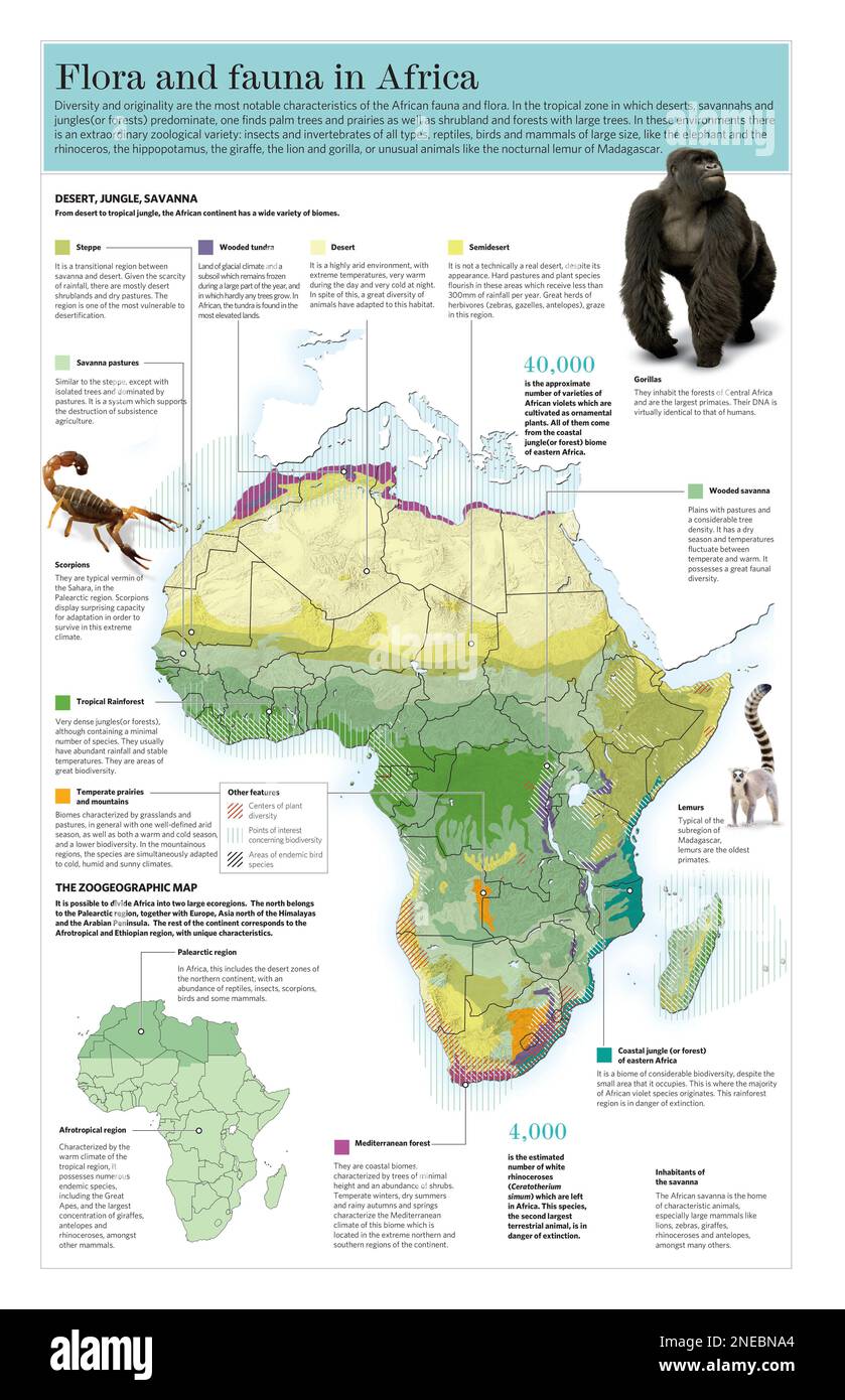 Infografik über Biomes und Ökosysteme des afrikanischen Kontinents und ...
