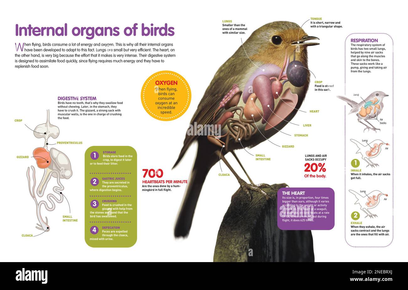 Vogel mit inneren organen -Fotos und -Bildmaterial in hoher Auflösung ...