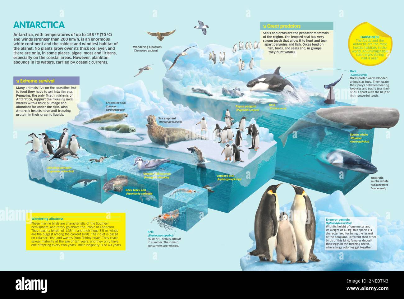Infografik, die die Fauna zeigt, die am kältesten und windigsten Ort ...