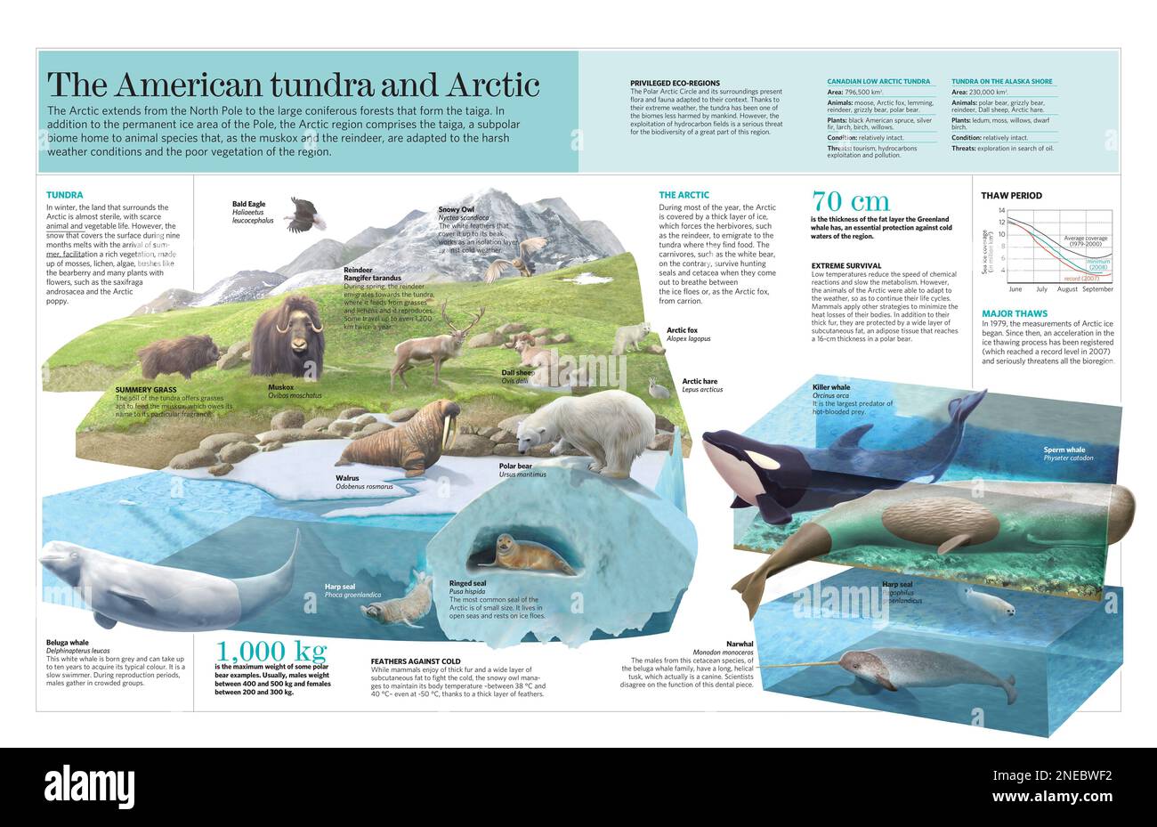 Infografik zu Merkmalen, Fauna und Flora der amerikanischen Tundra und ...
