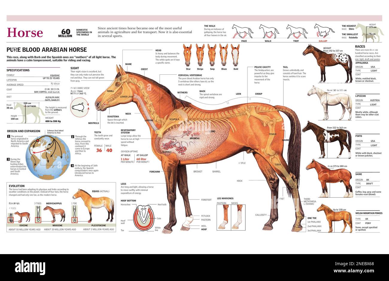 Infografiken zur Anatomie des Pferdes, ihrer Evolution und Expansion ...