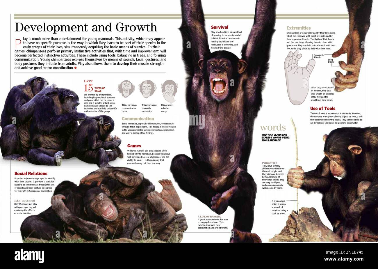 Geselligkeit bei primaten -Fotos und -Bildmaterial in hoher Auflösung ...