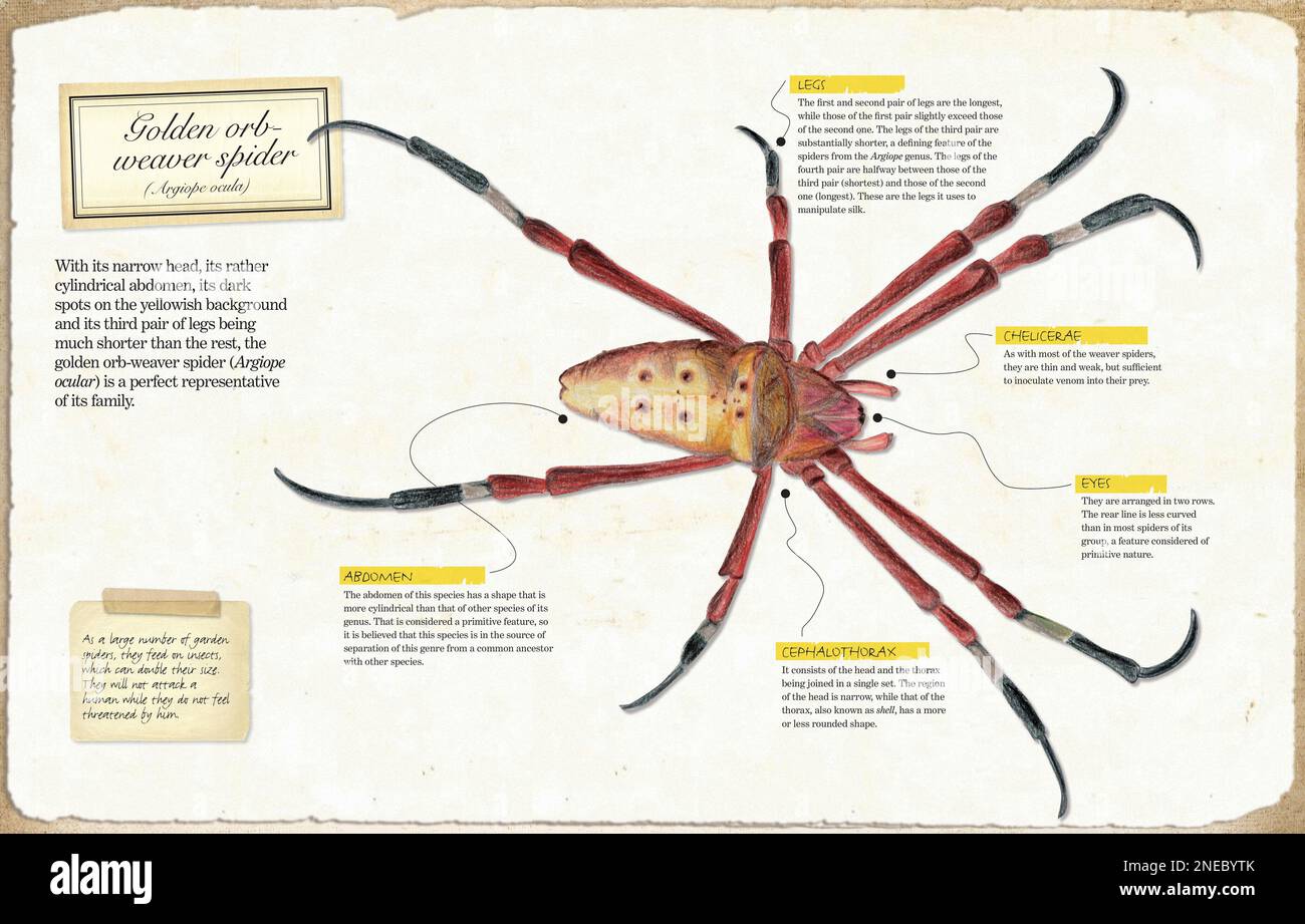 Infografik zur Anatomie der Golden Orb-Weaver-Spinne (Argiope ocula ...