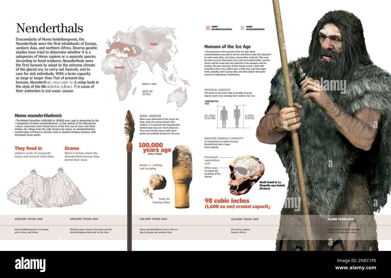 Infografik der Homo neanderthalensis oder neandertaler, ihre Verbreitung, Anatomie, Lebensraum ...