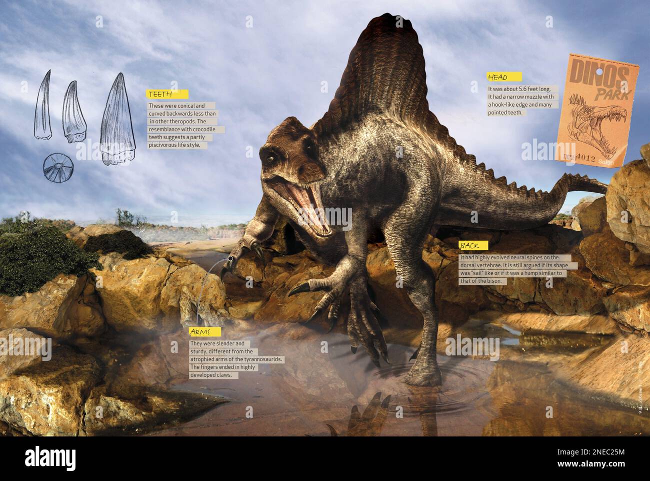 Anatomie Des Spinosaurus Fotos Und Bildmaterial In Hoher Auflösung