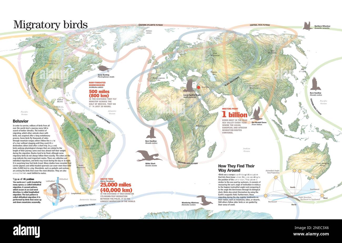 Infografiken mit Karte der wichtigsten Wanderrouten der Vögel, der Arten der Wanderrouten und ...