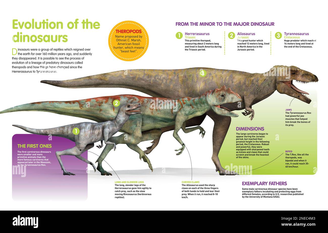 Infografik Die Die Entwicklung Der Dinosaurier Durch Die Mesozoik vor Infografik Die Die Entwicklung Der Dinosaurier Durch Die Mesozoik vor
