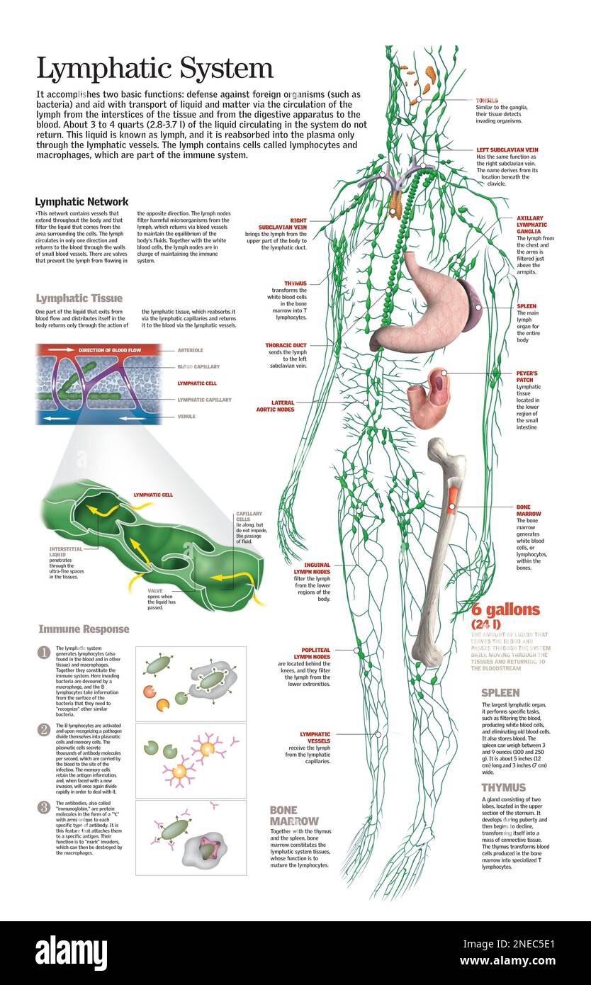 Infografik über das Lymphsystem und seine Funktionen im menschlichen ...