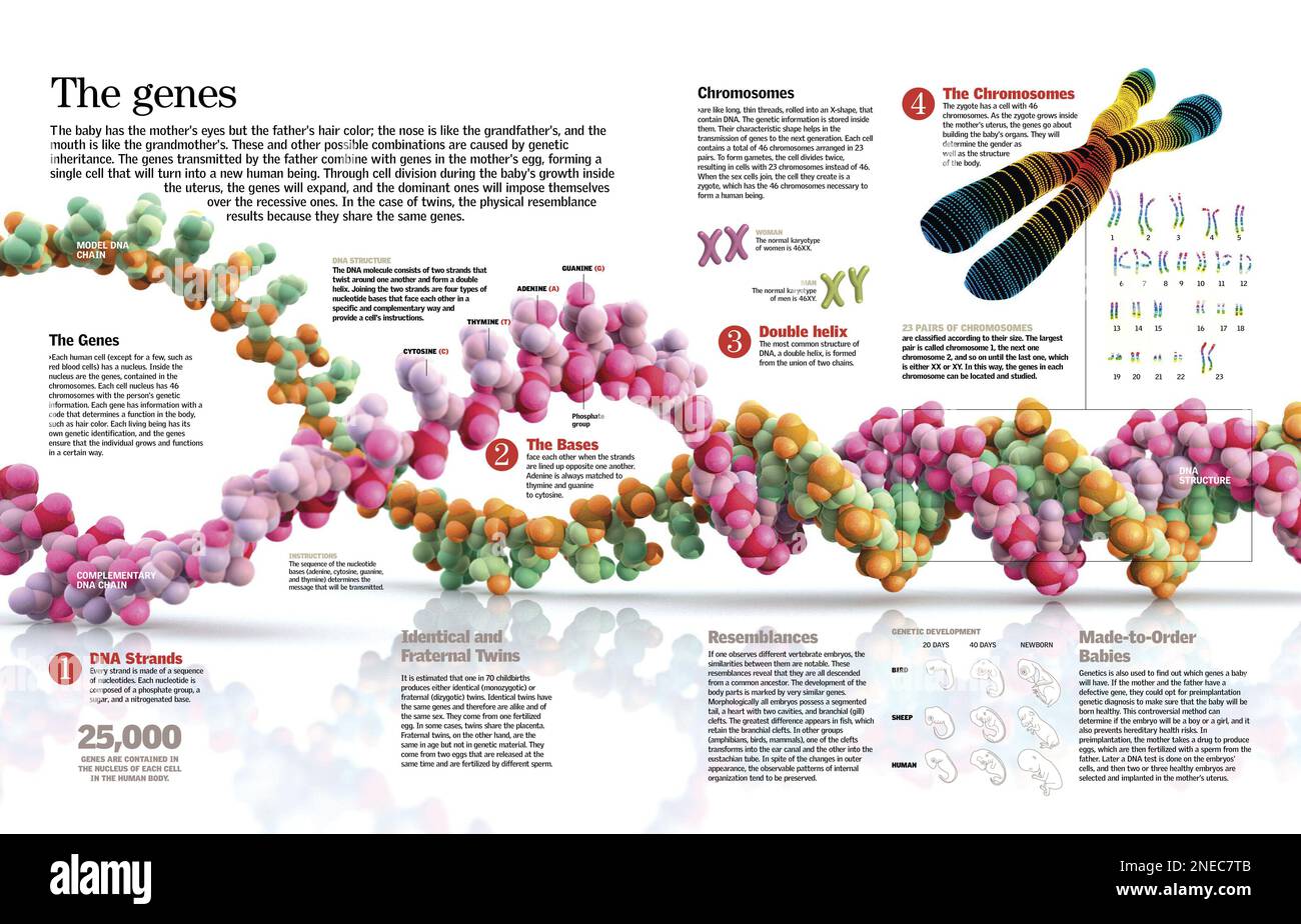 Infografik zur Struktur der DNS und zum Mechanismus der genetischen ...