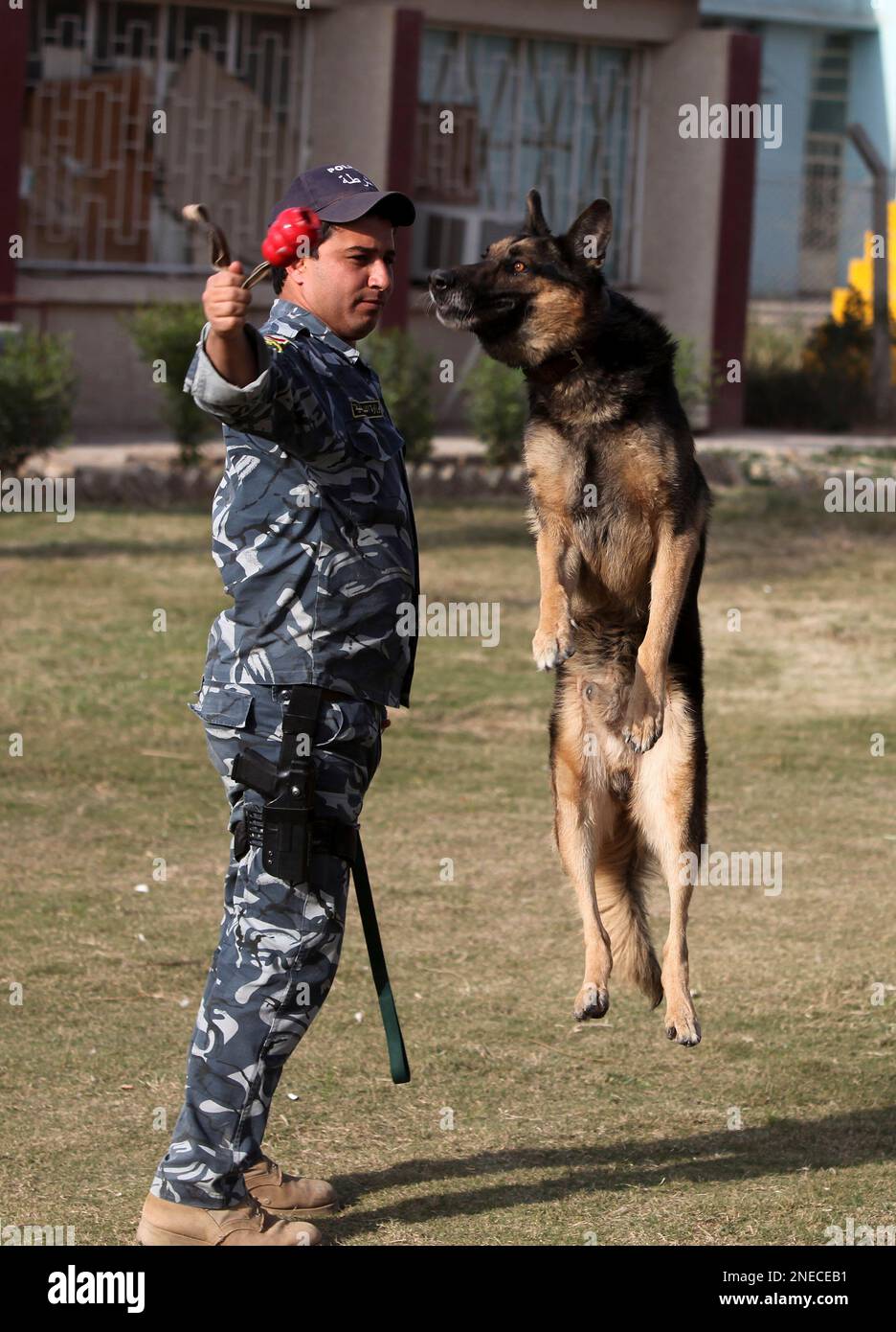 In this photo taken Wednesday, Feb. 3, 2010, an Iraqi police dog ...