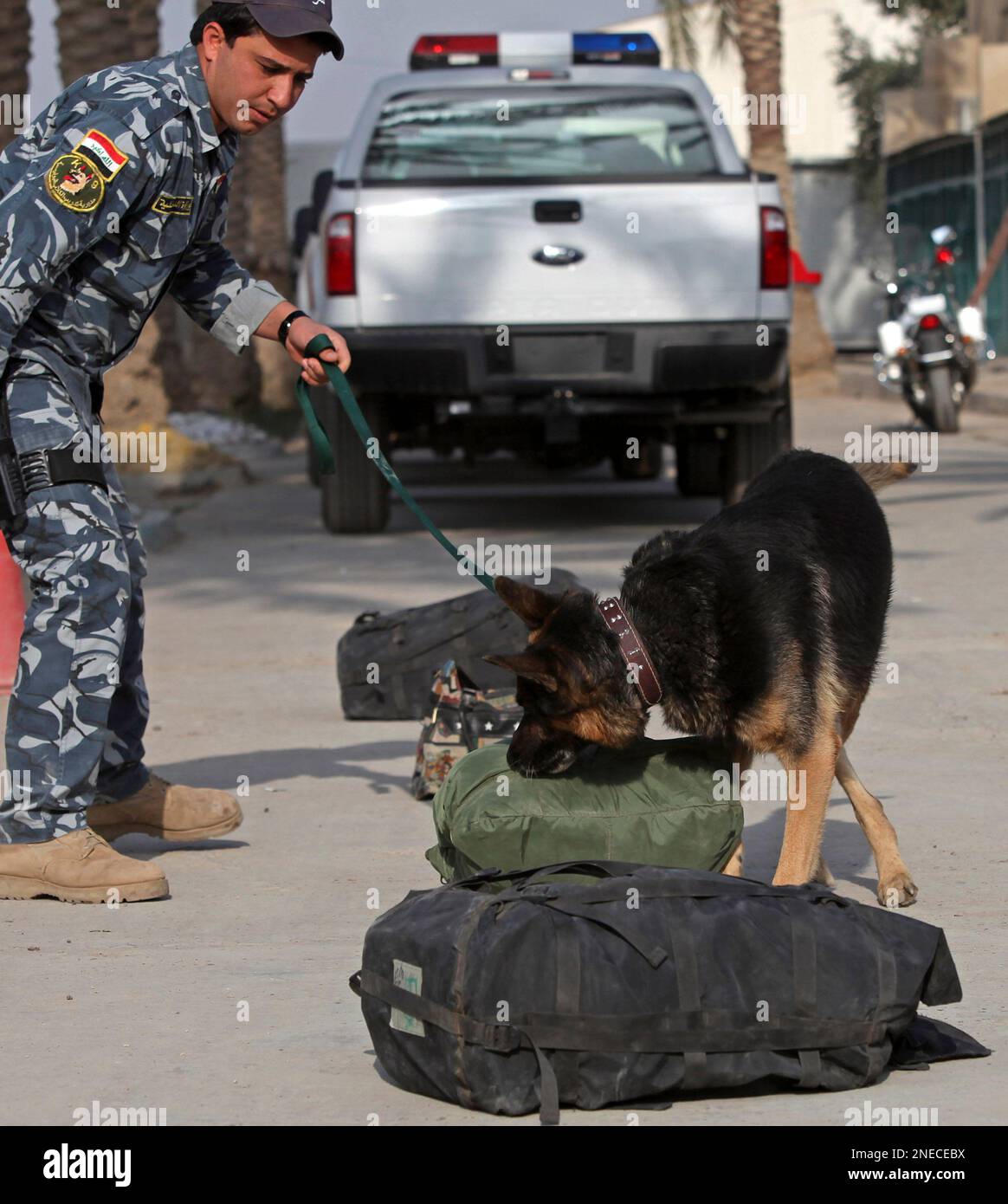 In this photo taken Wednesday, Feb. 3, 2010, an Iraqi police dog ...
