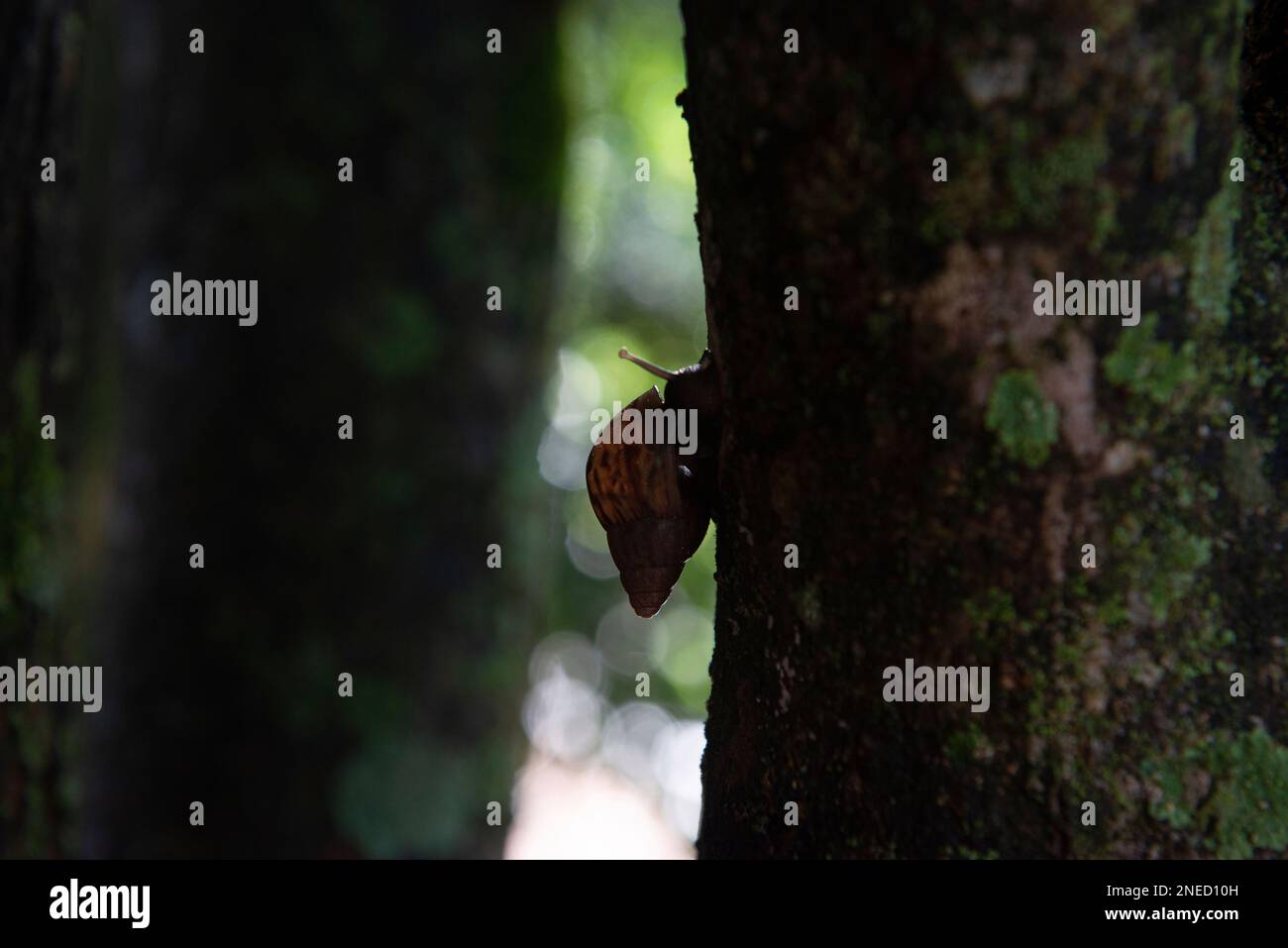 Silhouette der Riesenschnecke (Achatina fulica) auf dem Baumstamm ...