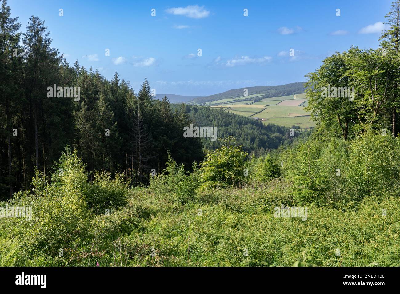 Chargot-Wälder am Rande des Exmoor-Nationalparks, einem Gebiet, in dem ...