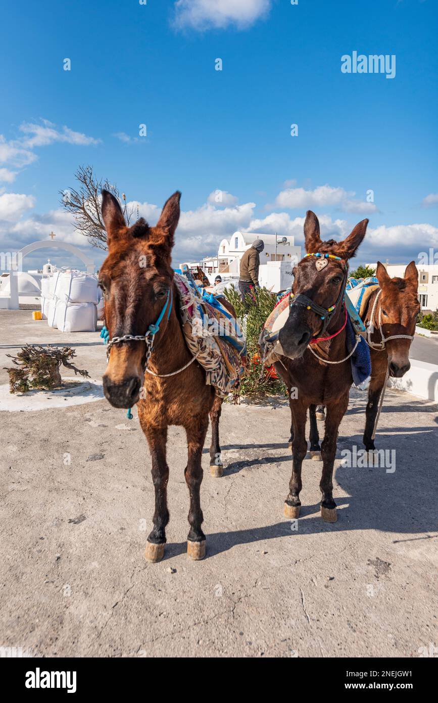 Esel aufgereiht in santorini -Fotos und -Bildmaterial in hoher ...